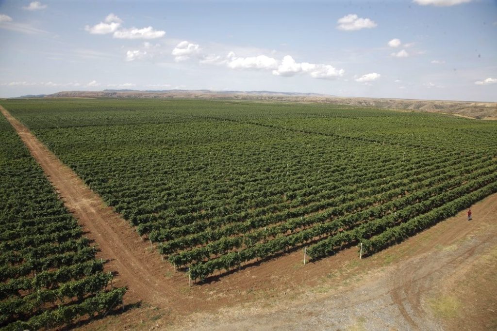 Wine Professional Box – Savalan | Proefschrift